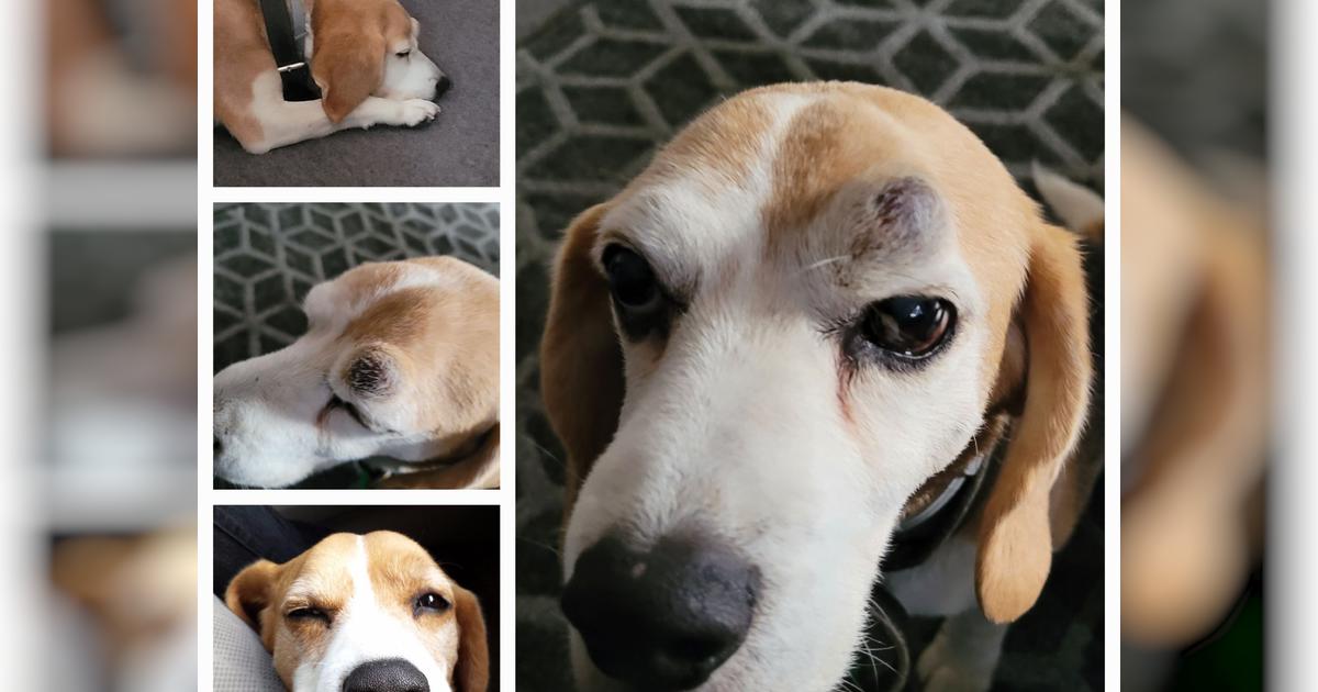 Help Benny the Beagle - Givealittle