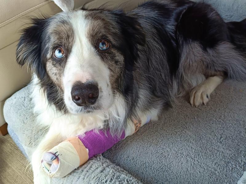 Help me save Blue - Updates - Givealittle