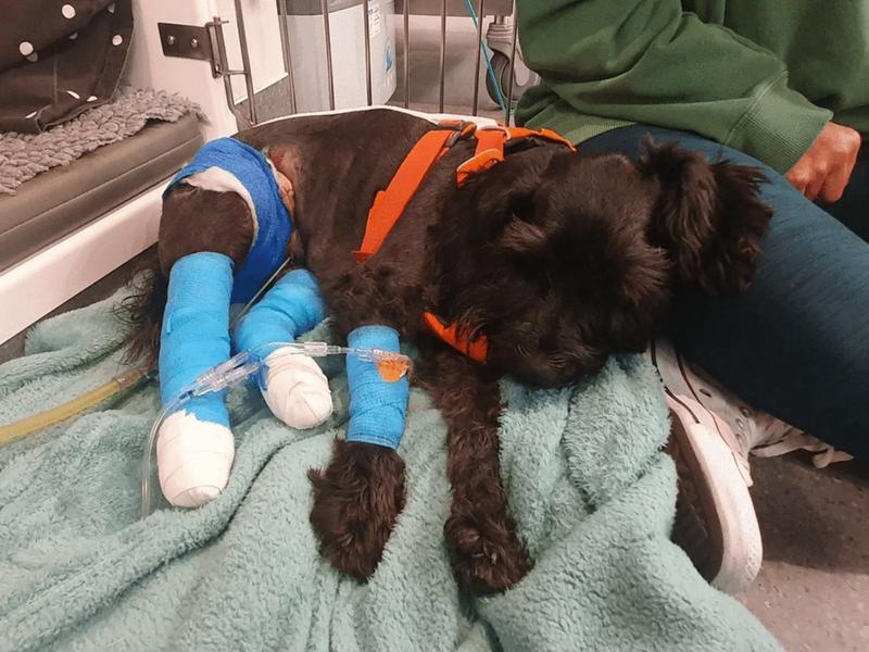 Help us bring Blue home - Updates - Givealittle