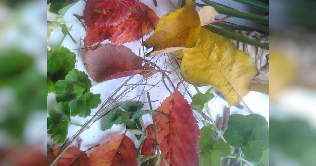 For my Aunt Sharyn Hayes battling Stage 3 Breast Cancer - Givealittle