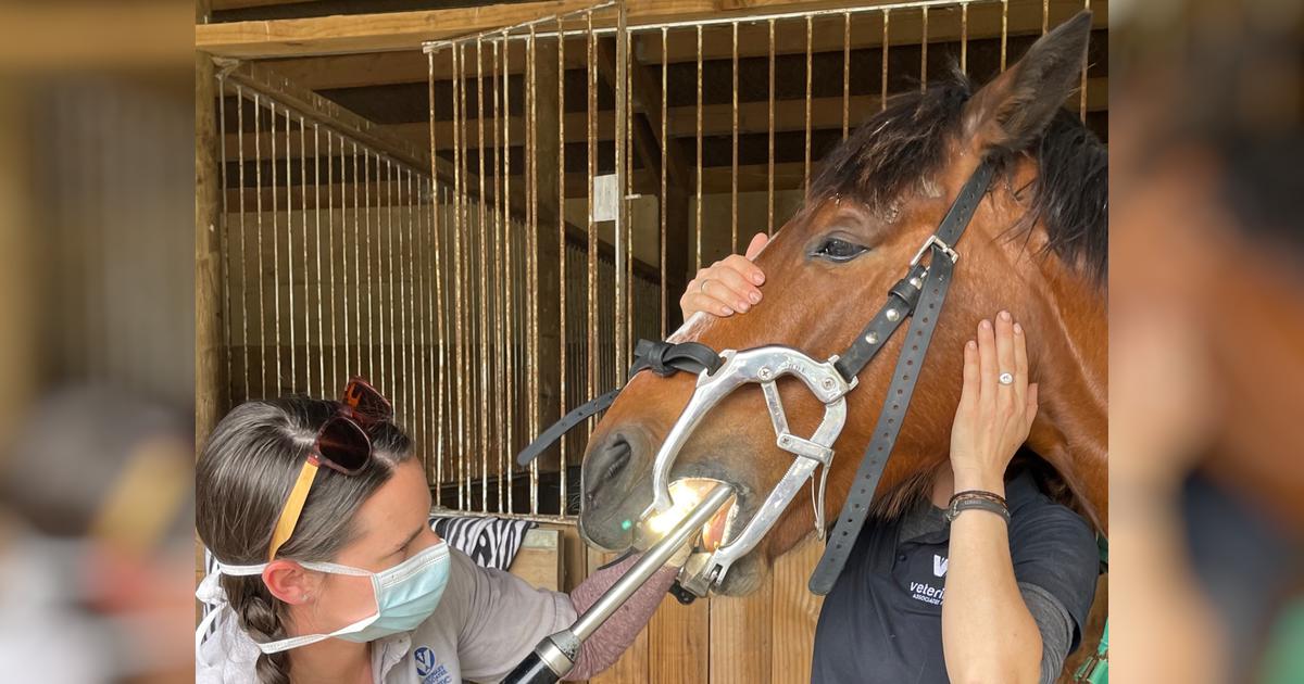 Performance horse retirement home - living out the golden years in love ...