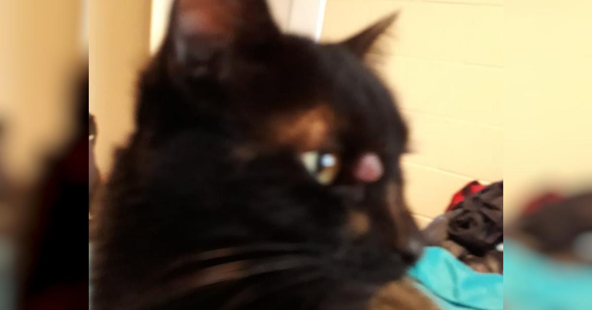 Surgery for Pitch (Little cuddly cat) - Givealittle