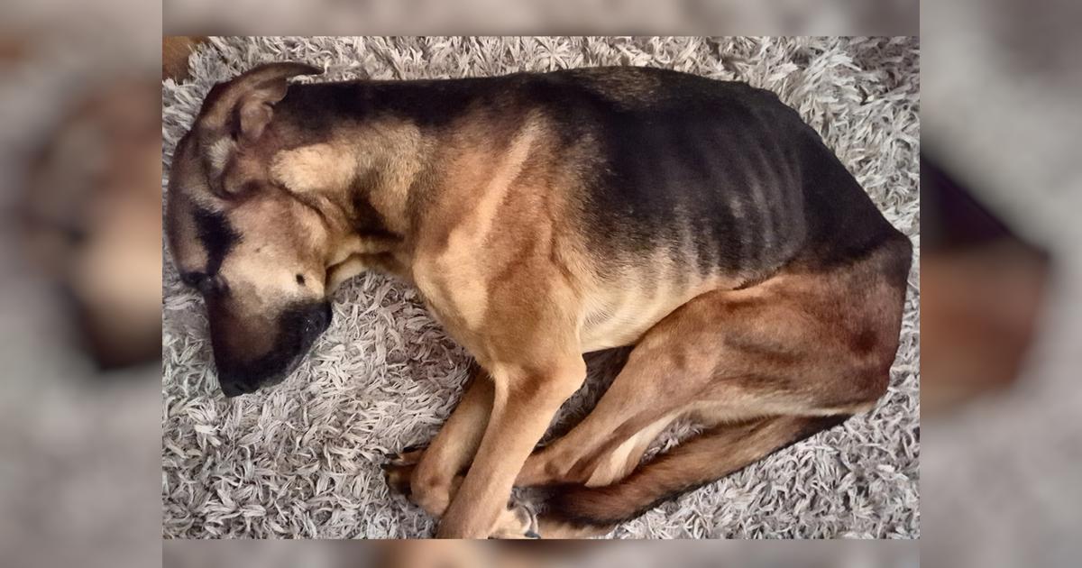 Help Dexter the dog on his road to recovery - Givealittle