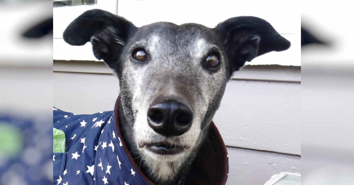 Diggity Dave the Greyhound's mounting vet bills - Givealittle