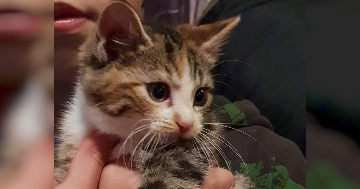 Help our Dump Cats - Givealittle