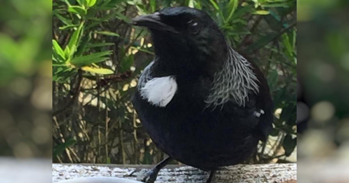 Gilly Jackson Bird Rescue, Rehabilitation and Recovery - Givealittle