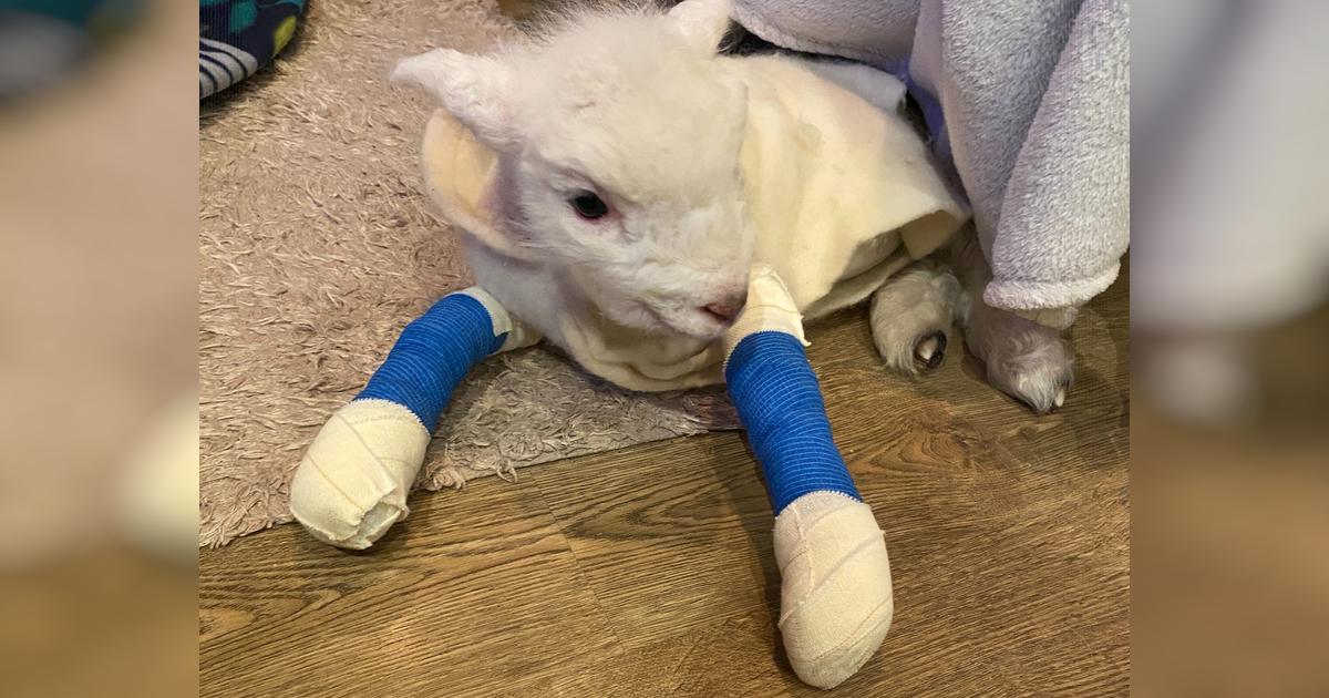 Please Help EVEREST a Orphaned Lamb Climb Mountains to survive ...