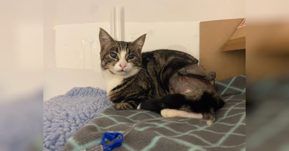 DELIGHTFUL DELORES - needs your help - Givealittle