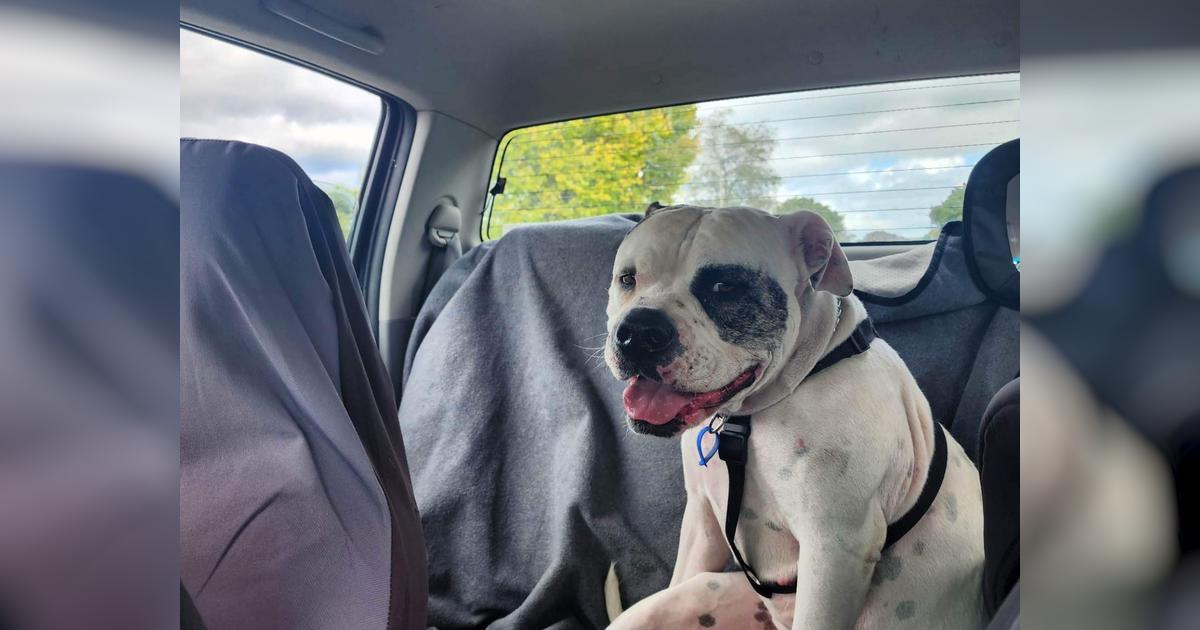 Karma needs our help - Givealittle