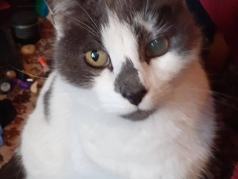Please help The good cat Rocky Balboa - he needs his eye removed ...