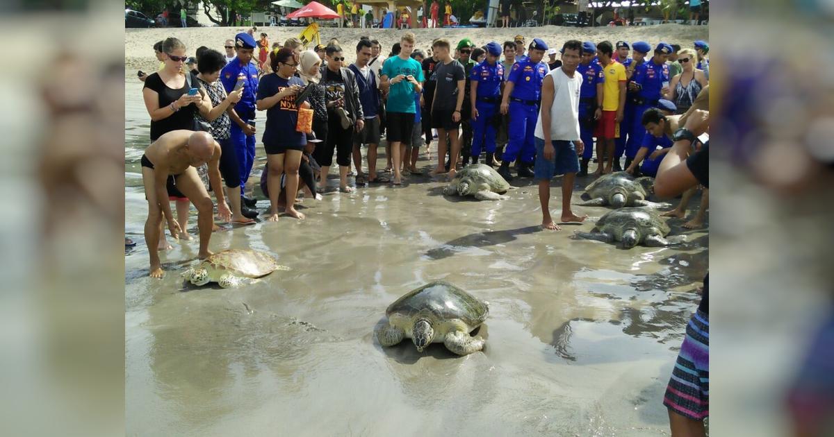 Help Us Save The Bali Turtles - Givealittle
