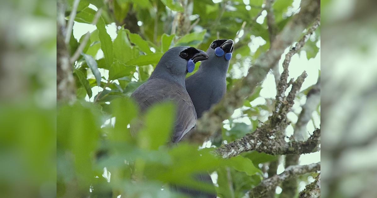Help Kōkako’s Enchanting Song Echo for Generations to Come! - Givealittle