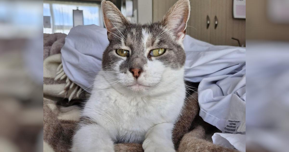 Heath - the furry Hospice carer - Givealittle