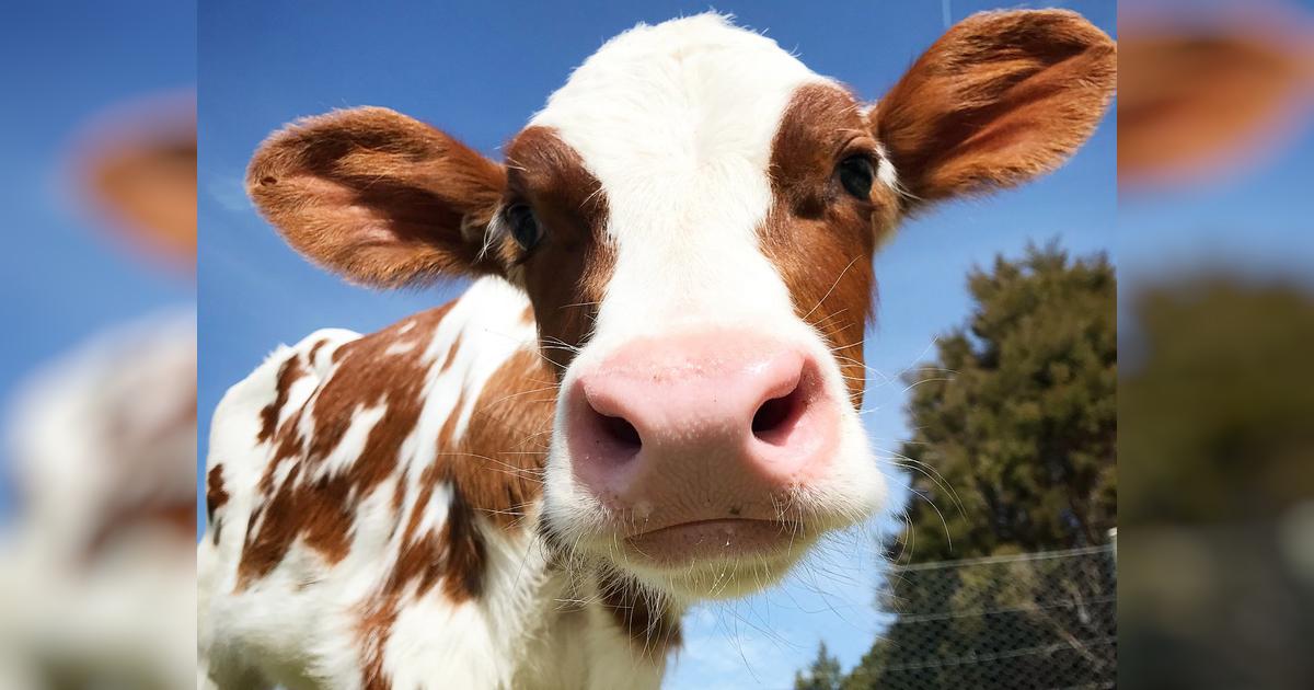 Help Rescue Cows & Calves - Build a Barn for Winter! - Givealittle