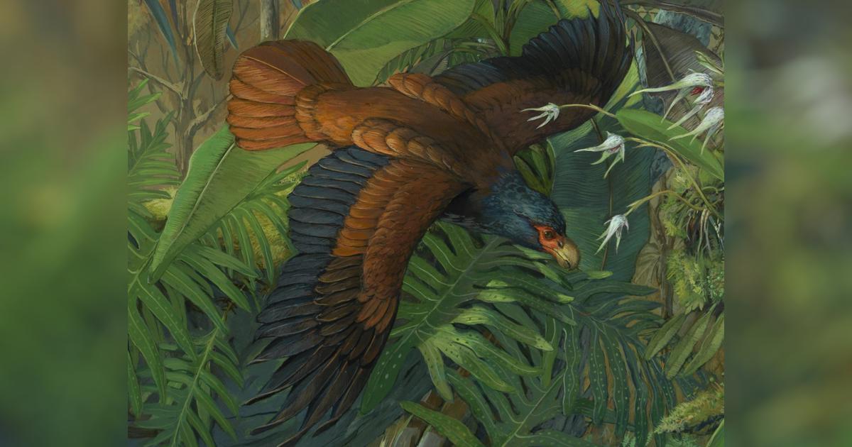 Save Samoa's National Bird- the Manumea- to save Samoa's Natural ...