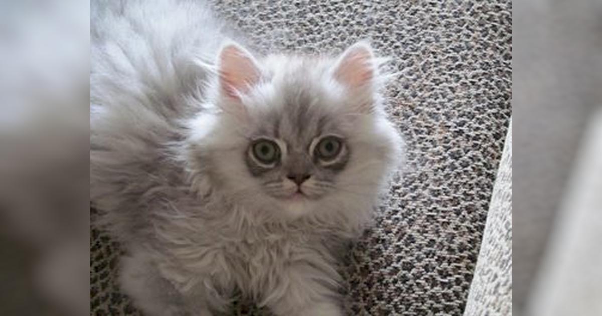 Get Devin a puss - Givealittle