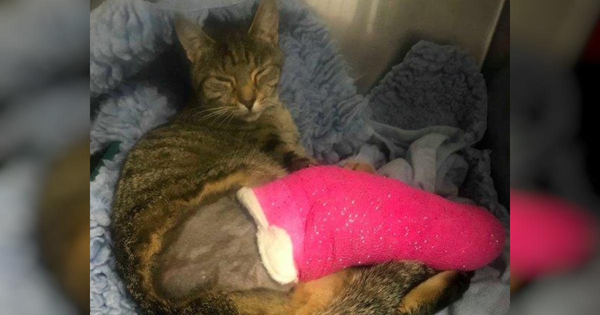 Minnie Mooch's Traumatic Injury - Givealittle