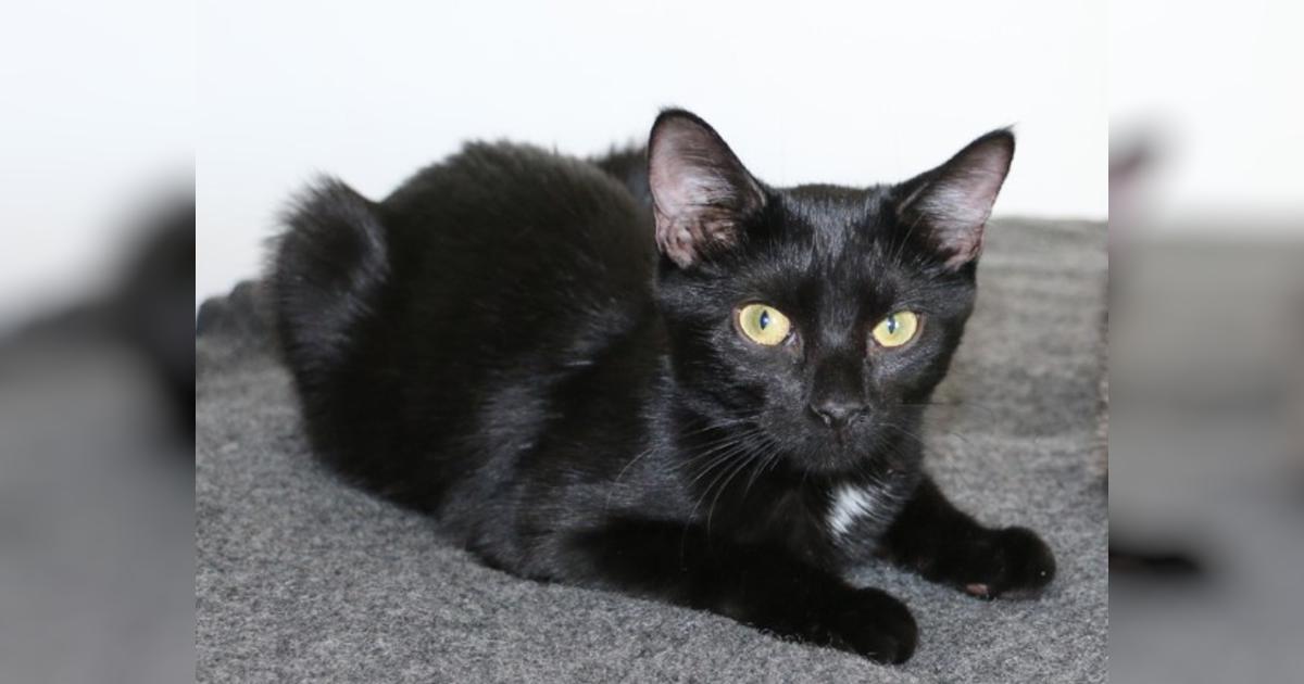 Puck's ONLY chance at Life! - Givealittle