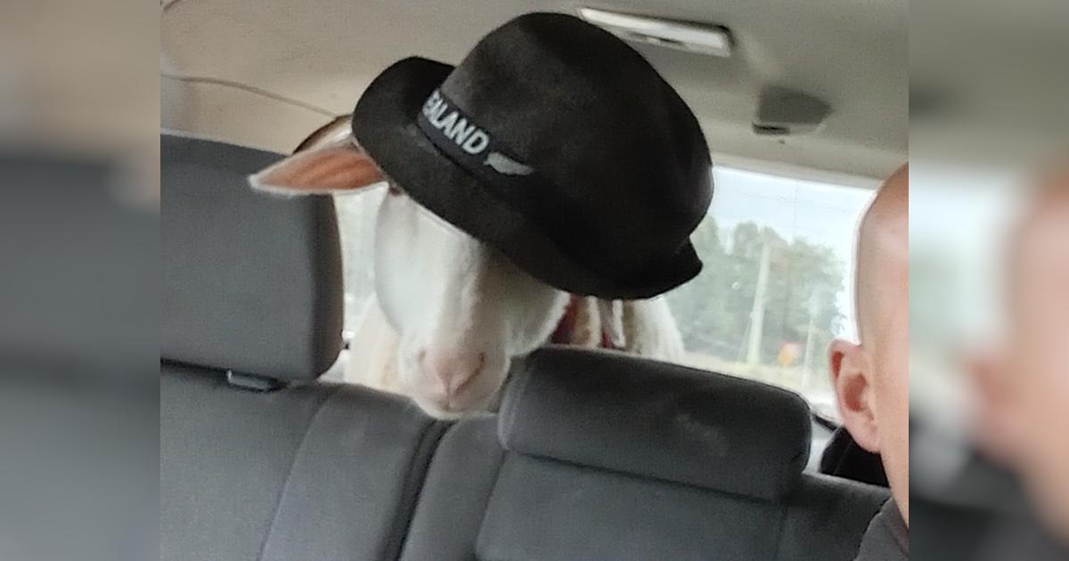 Save Jim, the sheep