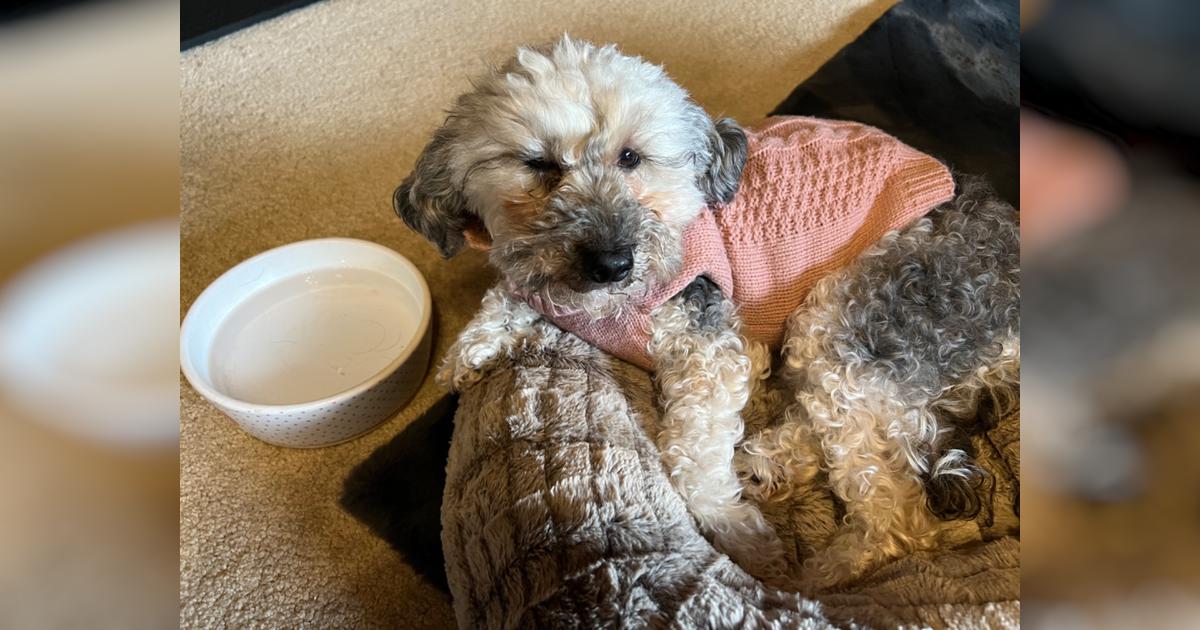 Help Bella-Boo the Yorkie-Poo - Givealittle