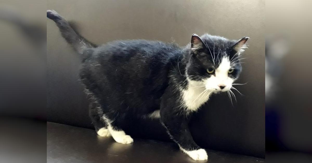 Help Skedaddle recover after being missing for 10 months - Givealittle
