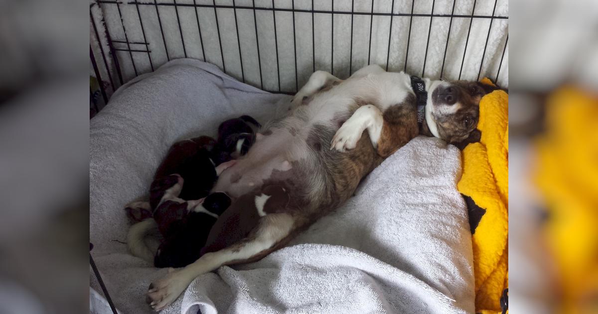 Foster Dog Vet Bill fundraising - Givealittle