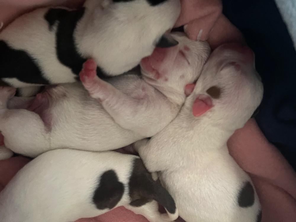 Help with new born puppies - Givealittle