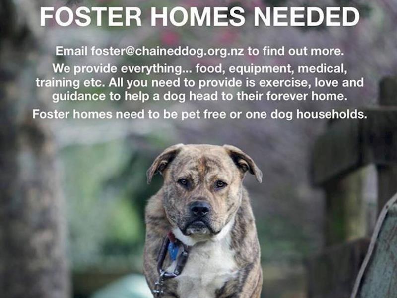 Help save a dogs life - Givealittle