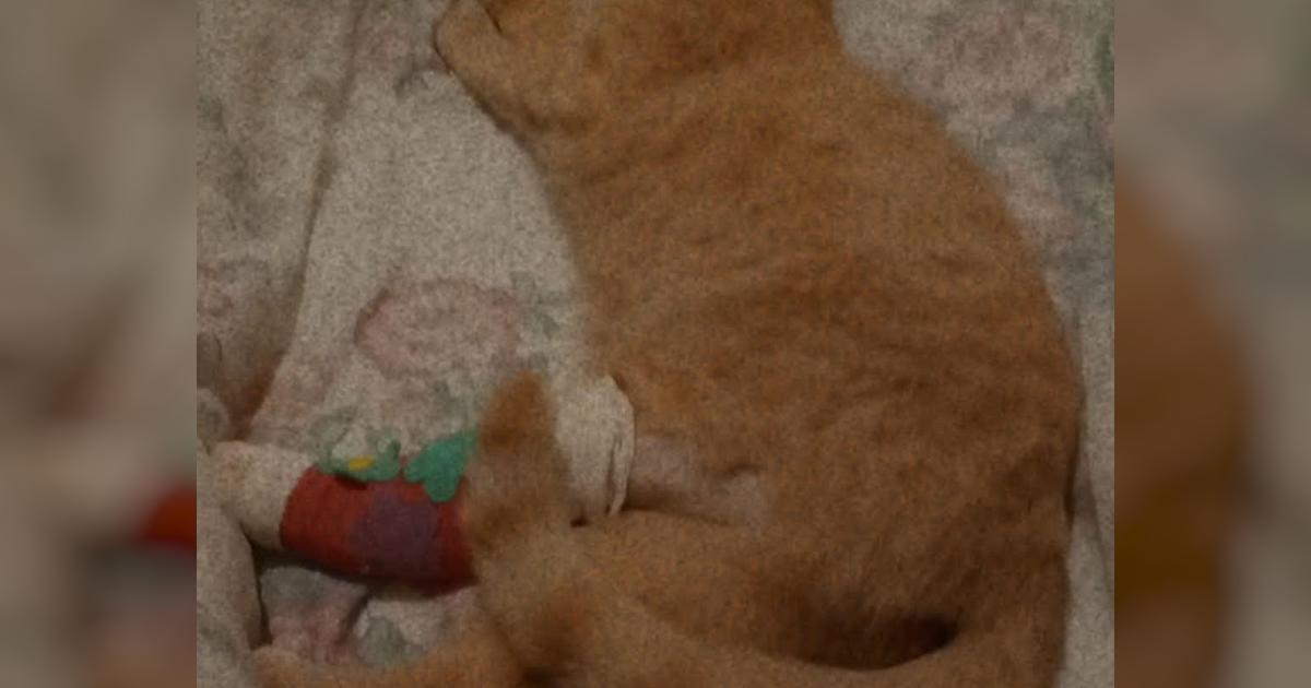 maple beautiful ginger girl - Givealittle