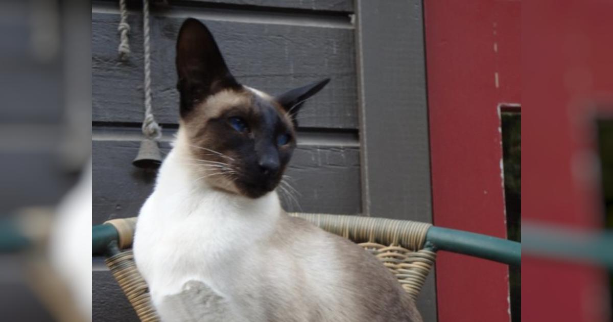 Save our Siamese Breed - Givealittle