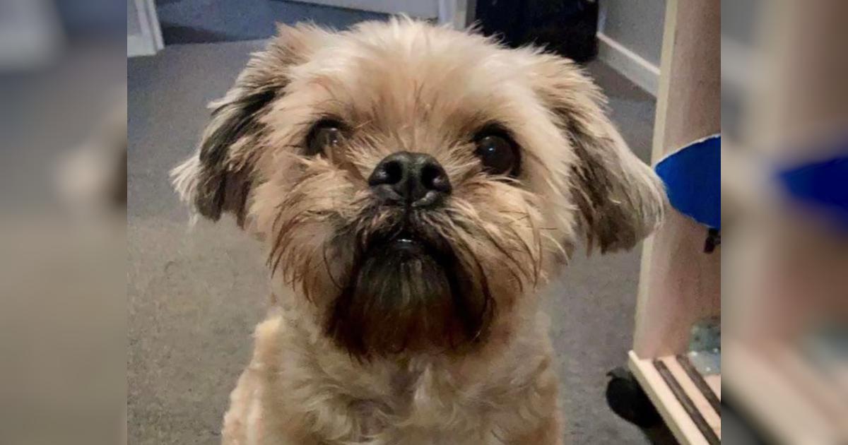 Help Bear Recover From His Terrifying Ordeal - Givealittle