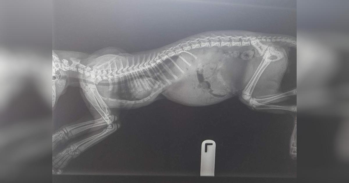 Help Hudson's Funnel Chest - Givealittle