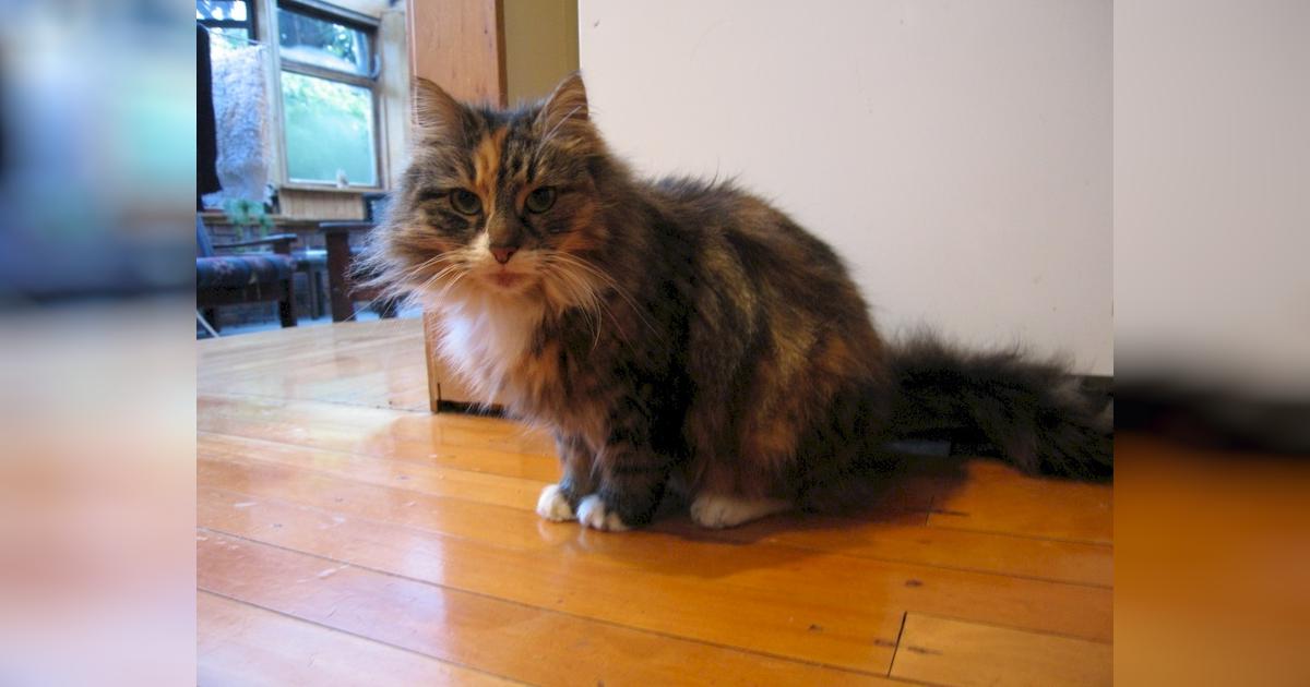 Snickers the cat needs vet and dental care - Givealittle