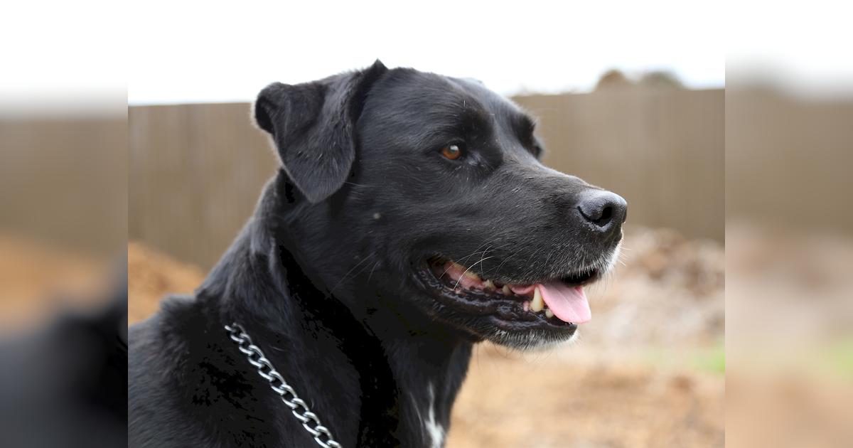 Help Tex on his road to recovery - Givealittle