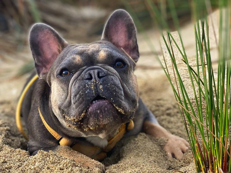 Help my Ralphy survive - Updates - Givealittle
