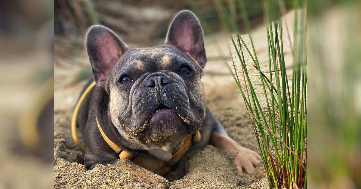 Help my Ralphy survive - Givealittle