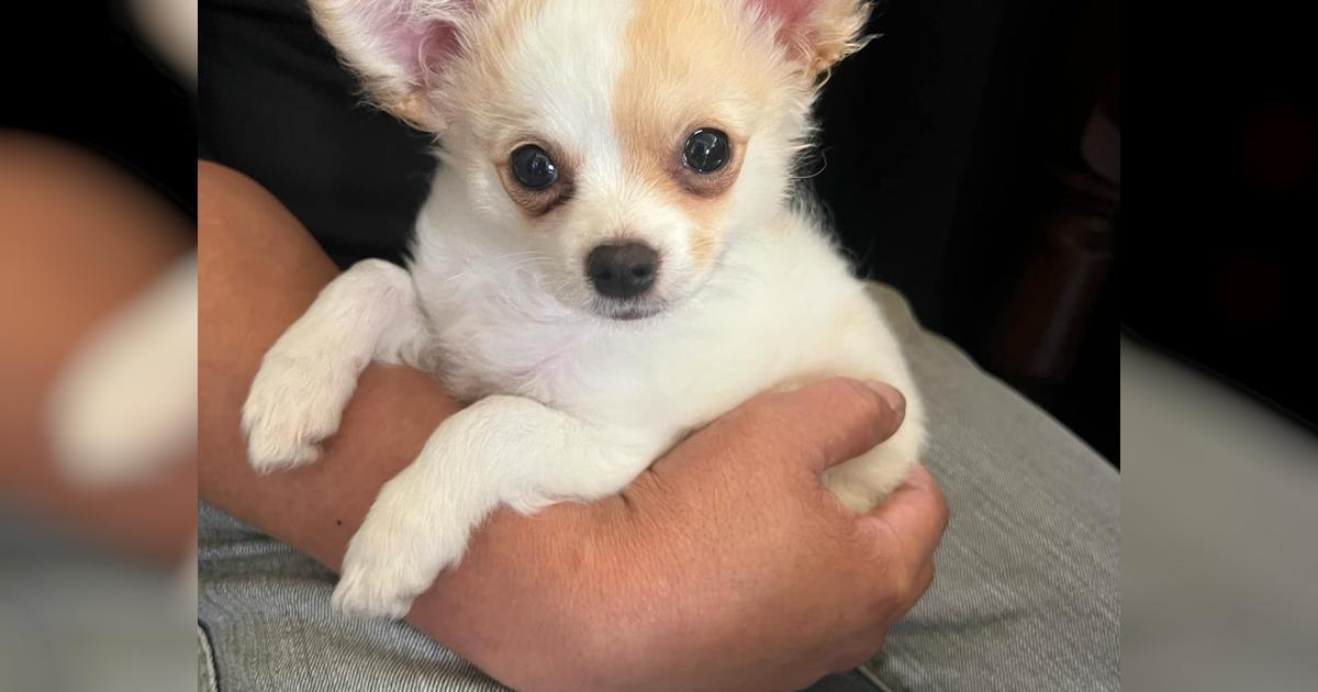 Roxy Roo`s Boo Boo - Givealittle