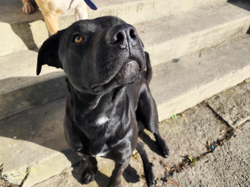 Pitty x hunterway leg surgery. - Givealittle