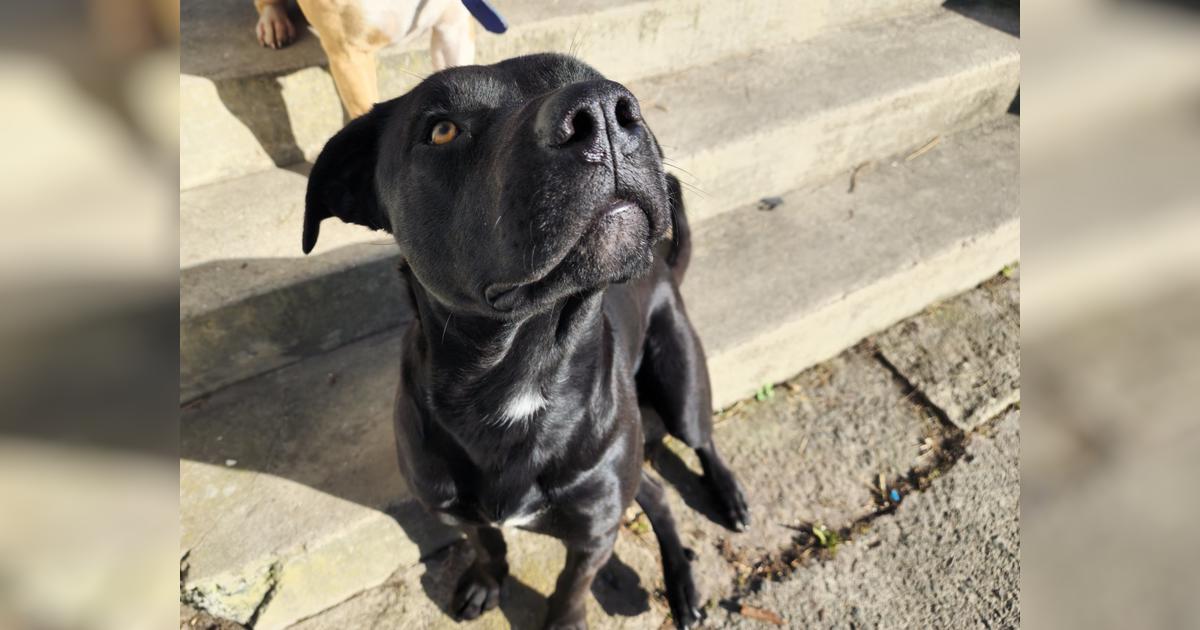 Pitty x hunterway leg surgery. - Givealittle