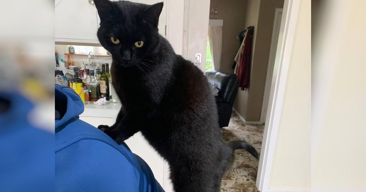 Our cat Pippi has a mystery illness - Givealittle