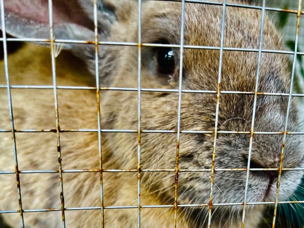 Rabbits being dumped after Christmas! - Givealittle