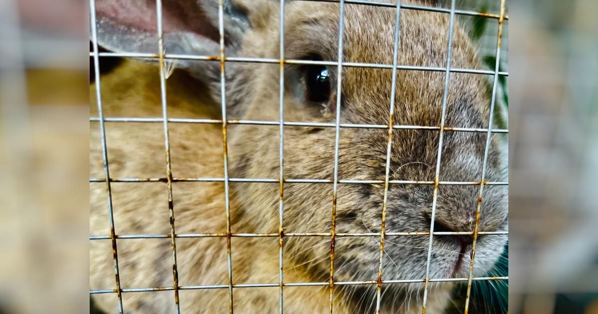 Rabbits being dumped after Christmas! - Givealittle