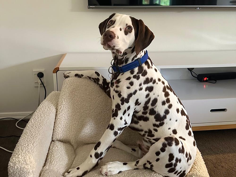 Surgery for Louie boy - Givealittle