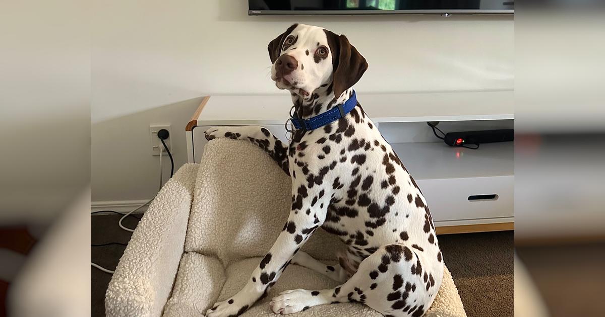 Surgery for Louie boy - Givealittle