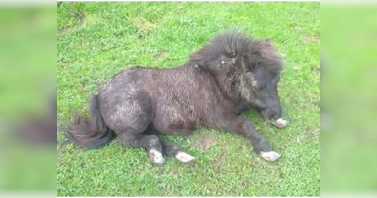 Mindy the Rescue Miniature Pony - Givealittle