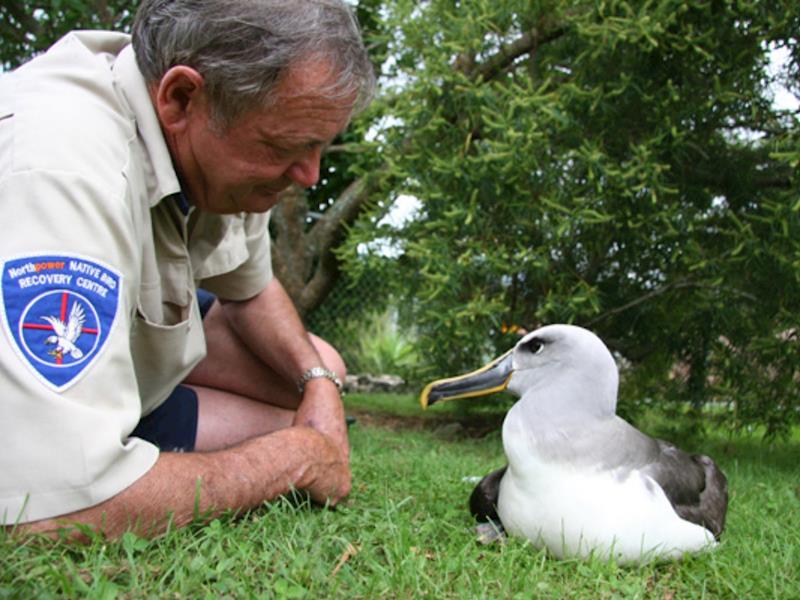 Whangarei Native Bird Recovery Centre Survival Fund Updates Givealittle