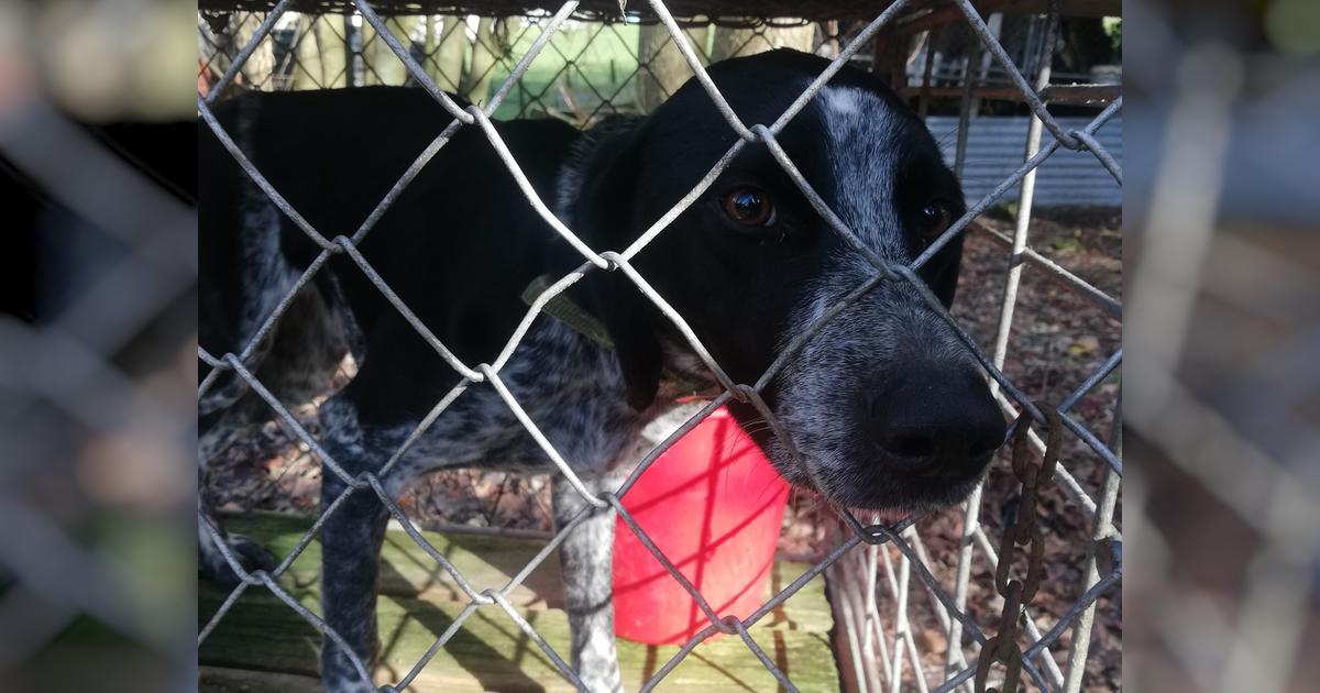 Dogs hip relocation - Givealittle