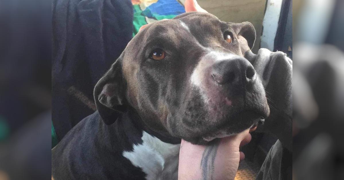 R.I.P ceffy - Givealittle