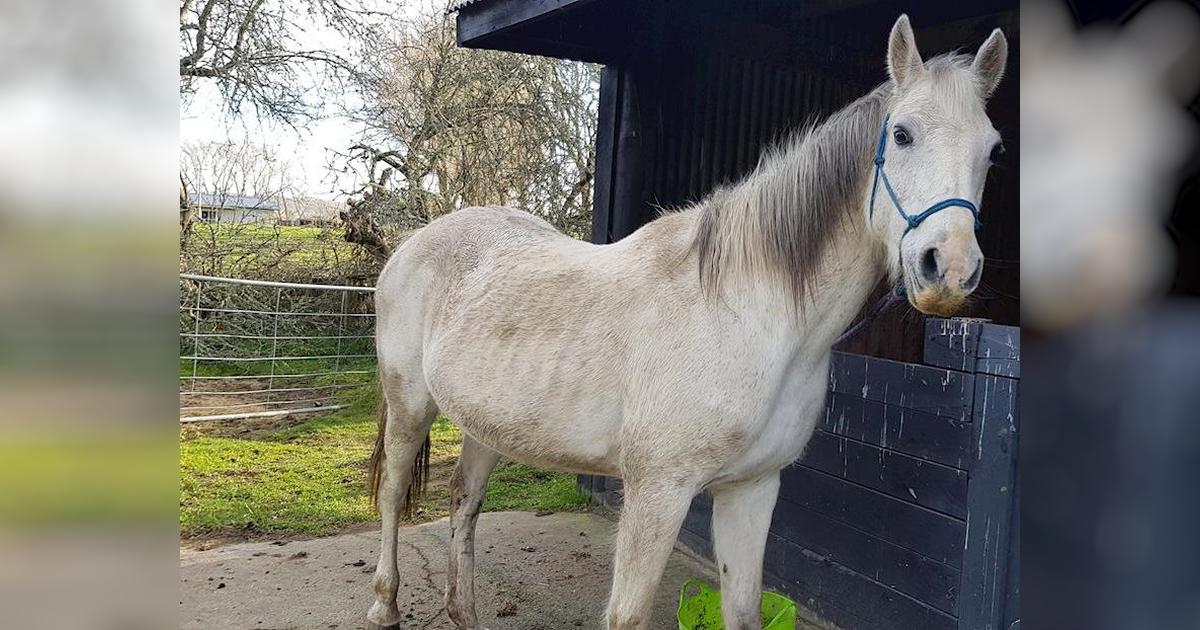 Rescue mare needs repair - Givealittle