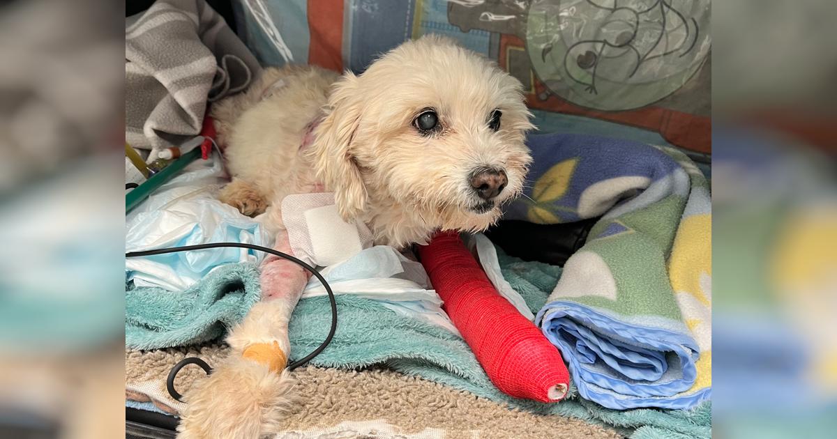 Help Susu make a full recovery - Givealittle